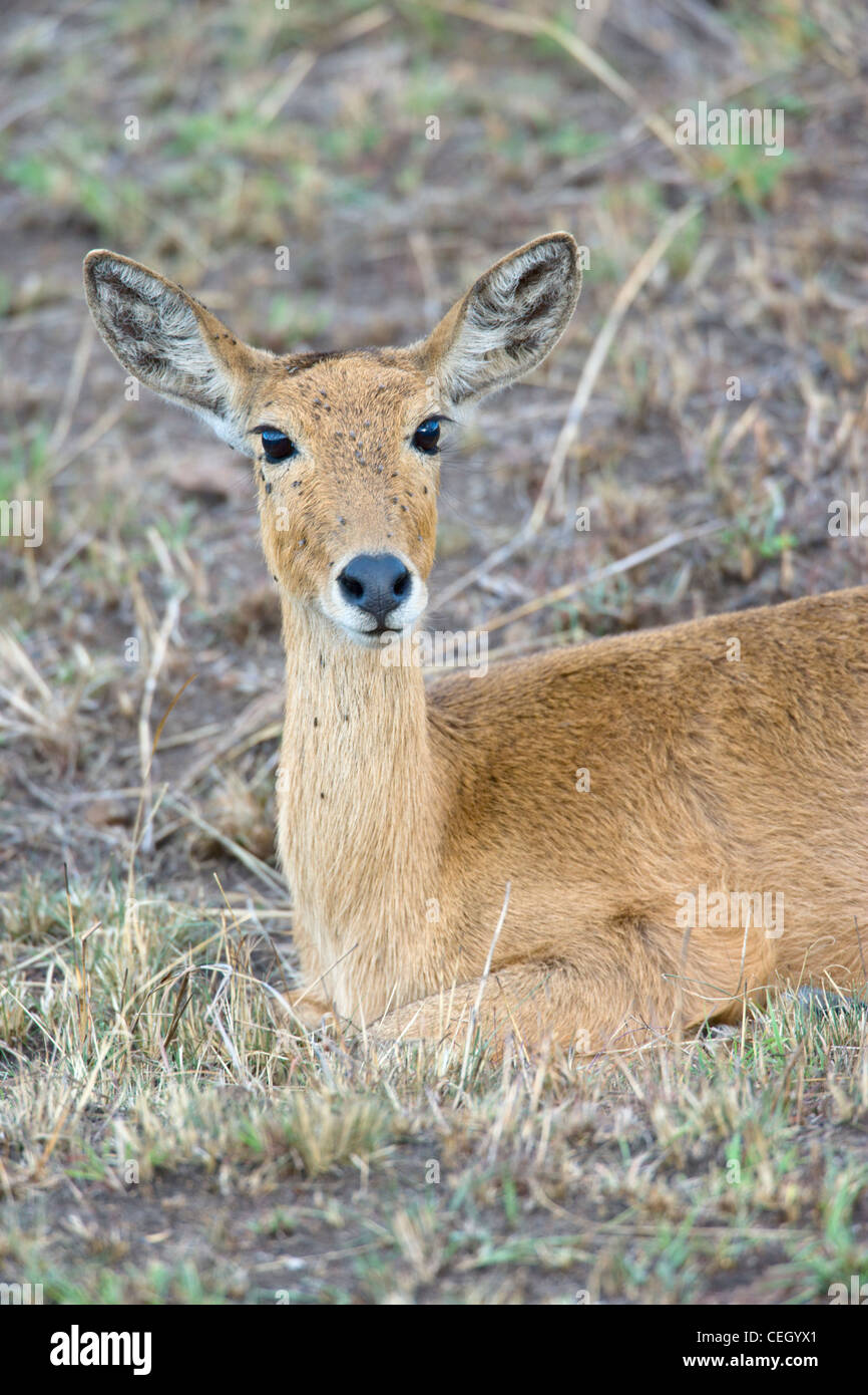 Reedbuck kenya hi-res stock photography and images - Alamy