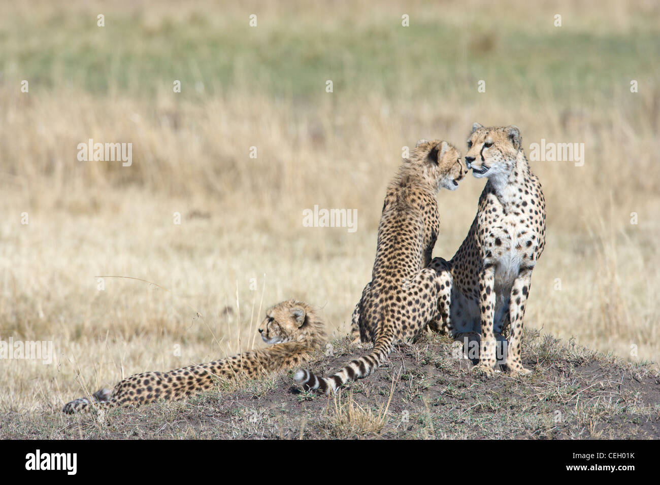 Female Cheetah, Acinonyx jubatus, and her two cubs sitting on a termite mound. Masai Mara, Kenya ...