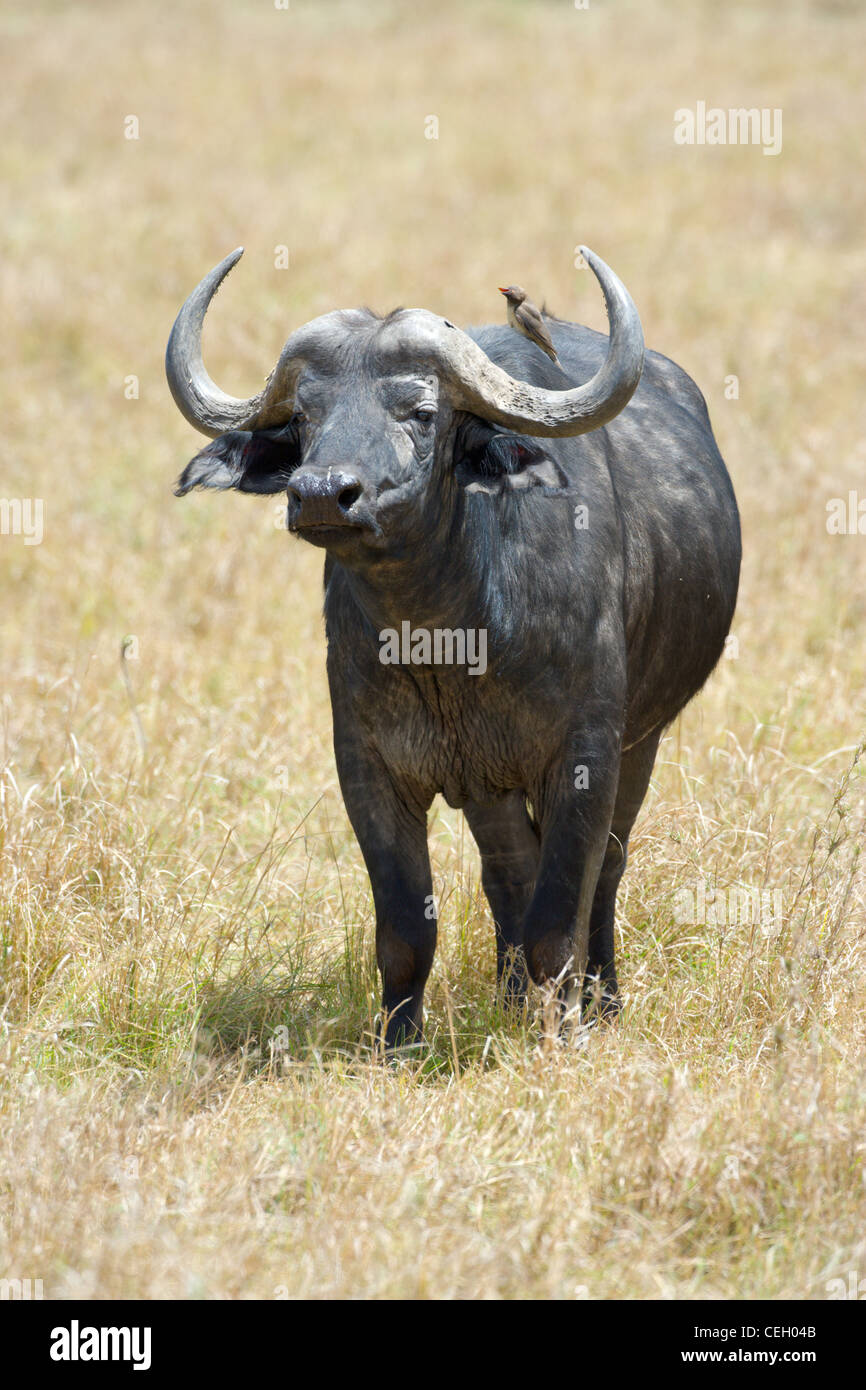 Female cape buffalo hi-res stock photography and images - Alamy