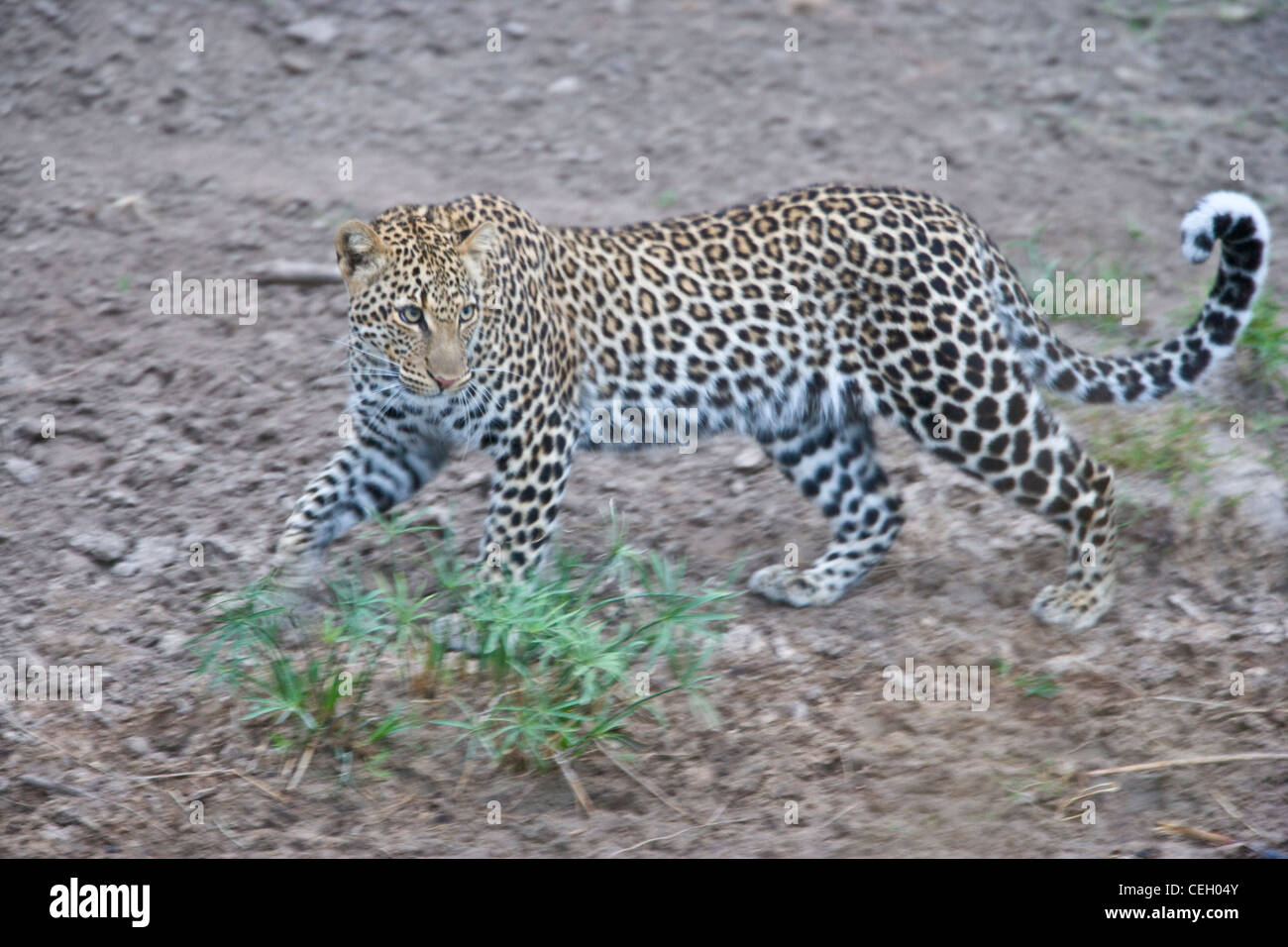 Female African Leopard, Panthera pardus, walking along a river bank ...