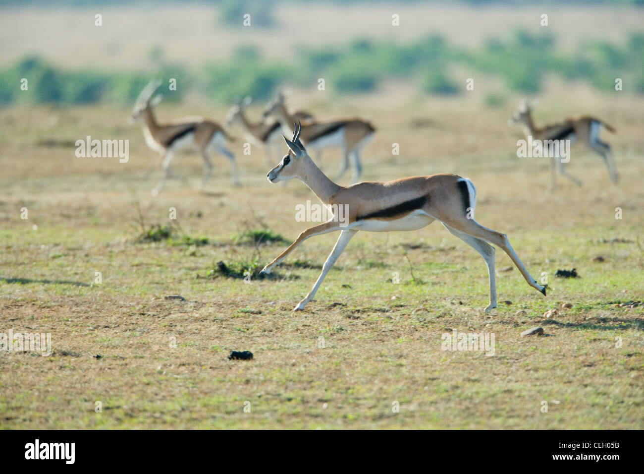 Thomson's gazelle running hi-res stock photography and images - Alamy