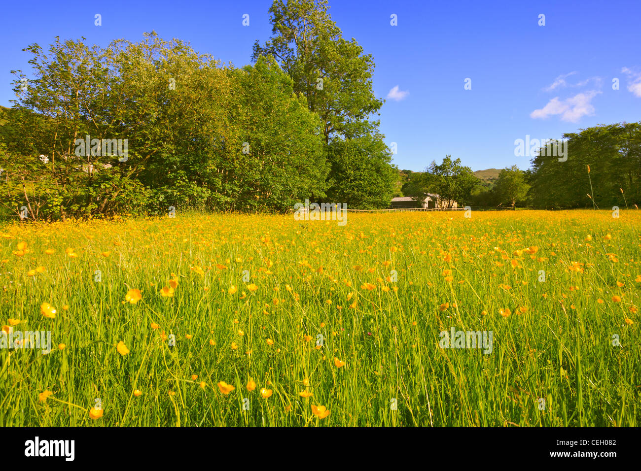 English meadow full of buttercups Stock Photo - Alamy
