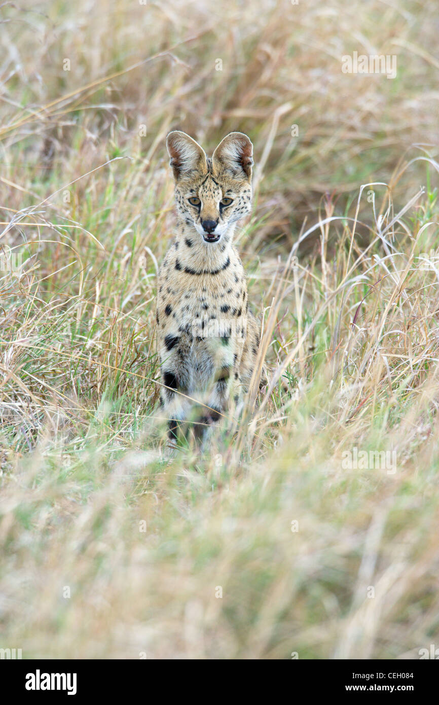 Serval cat, Leptailurus serval, hunting in long grass. Masai Mara ...