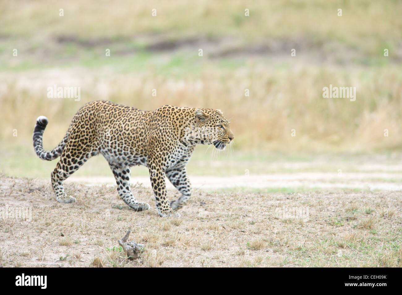Male leopards hi-res stock photography and images - Alamy