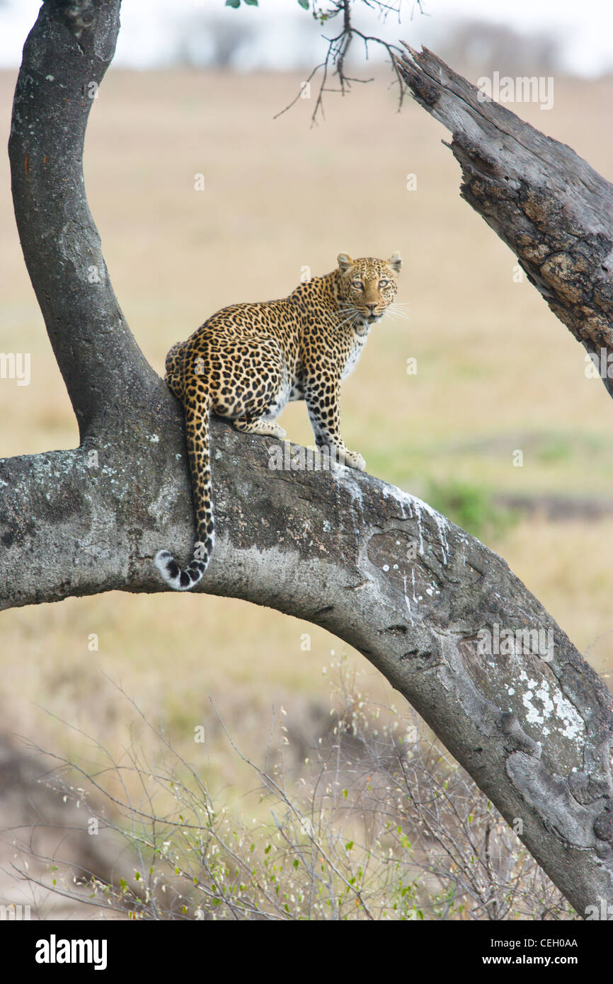 Male African Leopard, Panthera pardus, in tree. Masai Mara, Kenya Stock ...