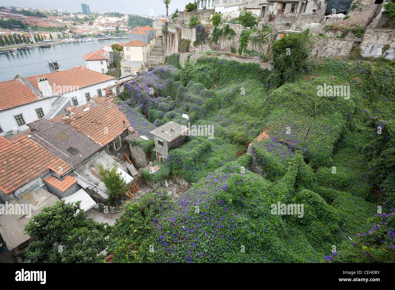 Overgrown vegetation city hi-res stock photography and images - Alamy