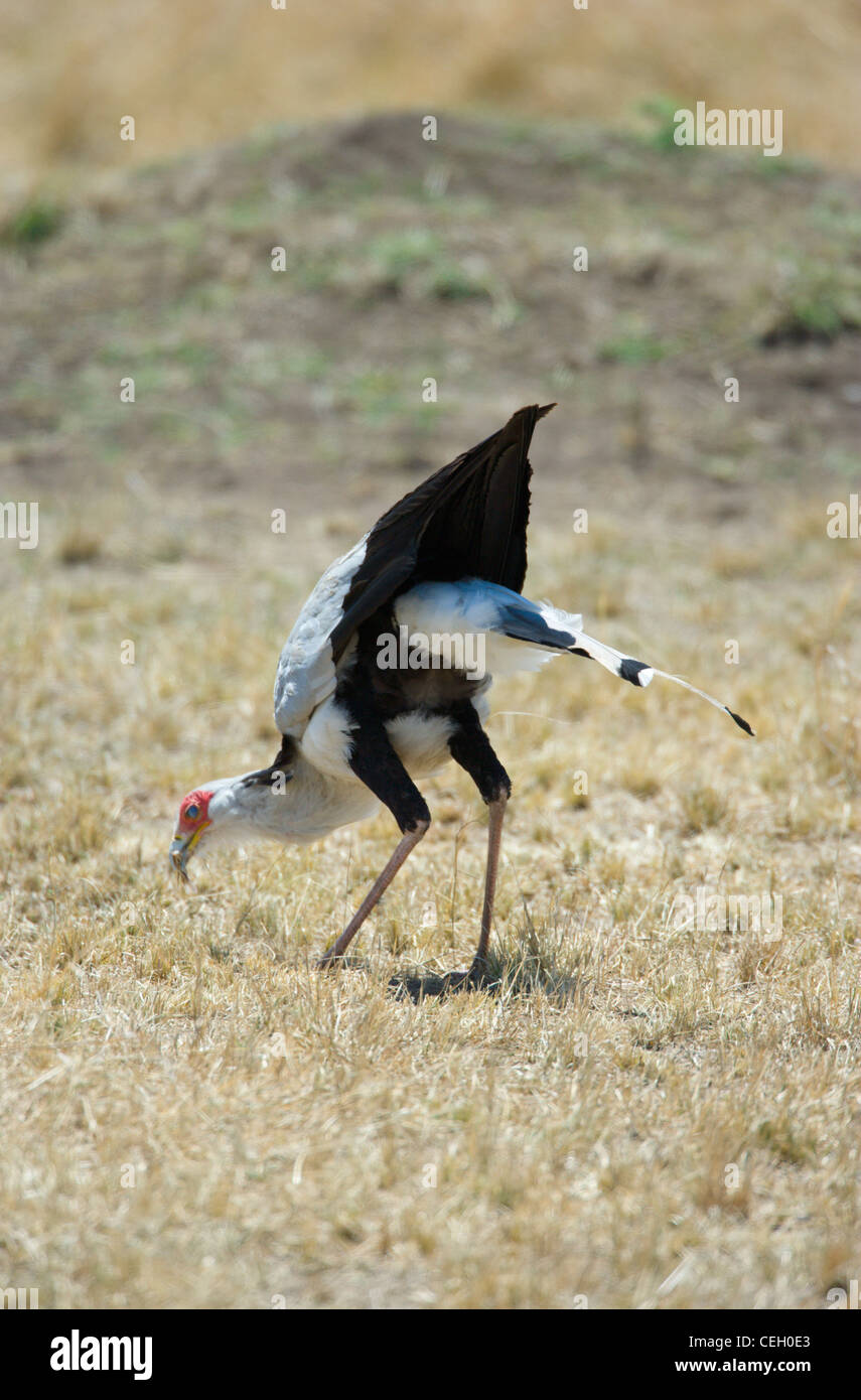 Secretary Bird Eating High Resolution Stock Photography and Images - Alamy