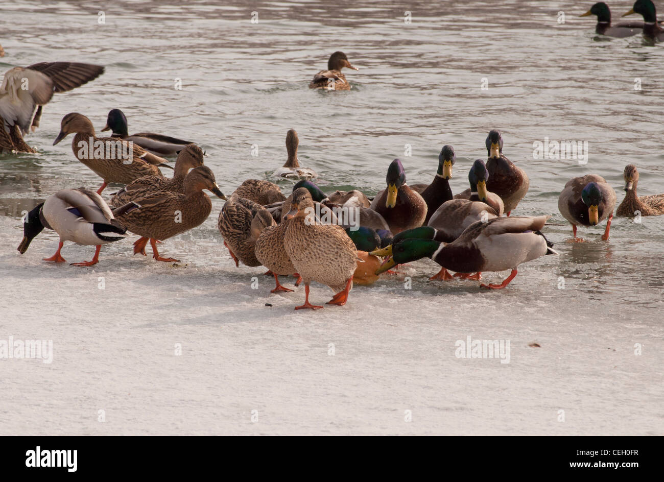 Ducks on ice Stock Photo - Alamy