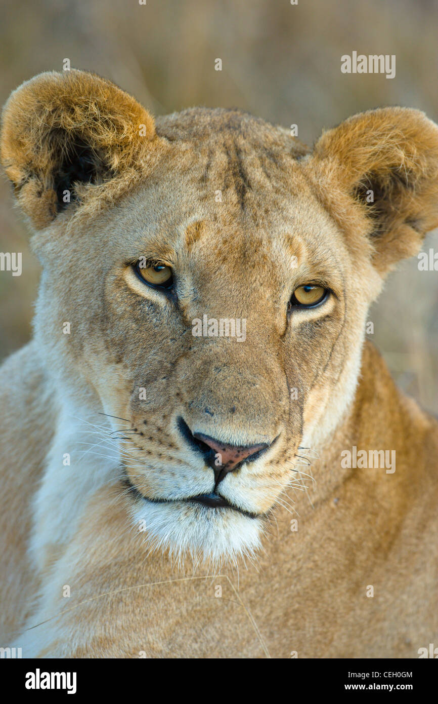 Female African Lion, Panthera leo. Masai Mara, Kenya Stock Photo - Alamy