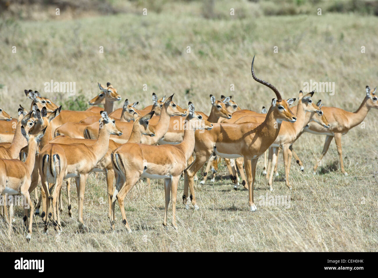 Herd of Impala, Aepyceros melampus, a breeding group of females with a ...