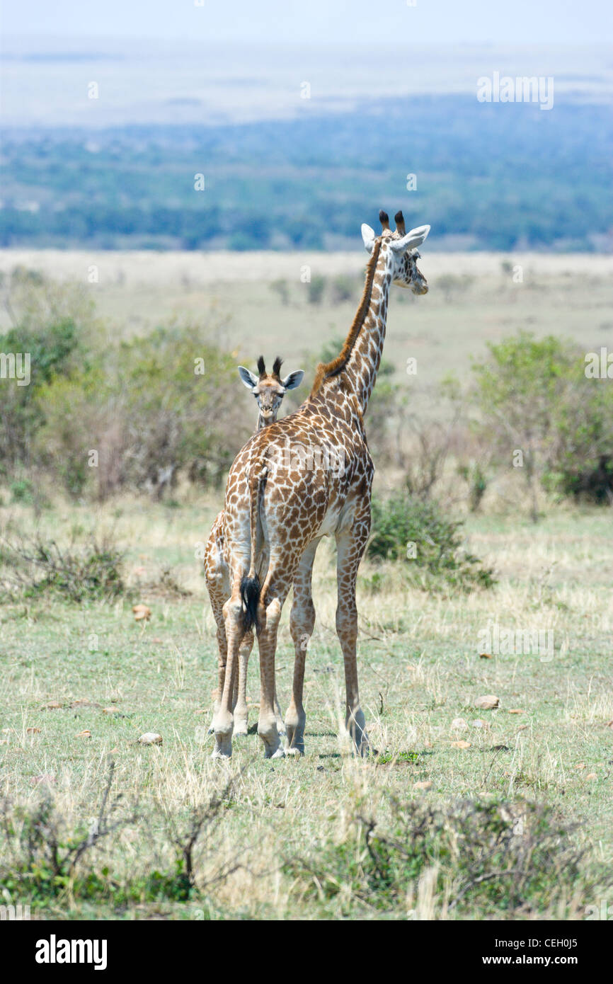 Female giraffe hi-res stock photography and images - Alamy