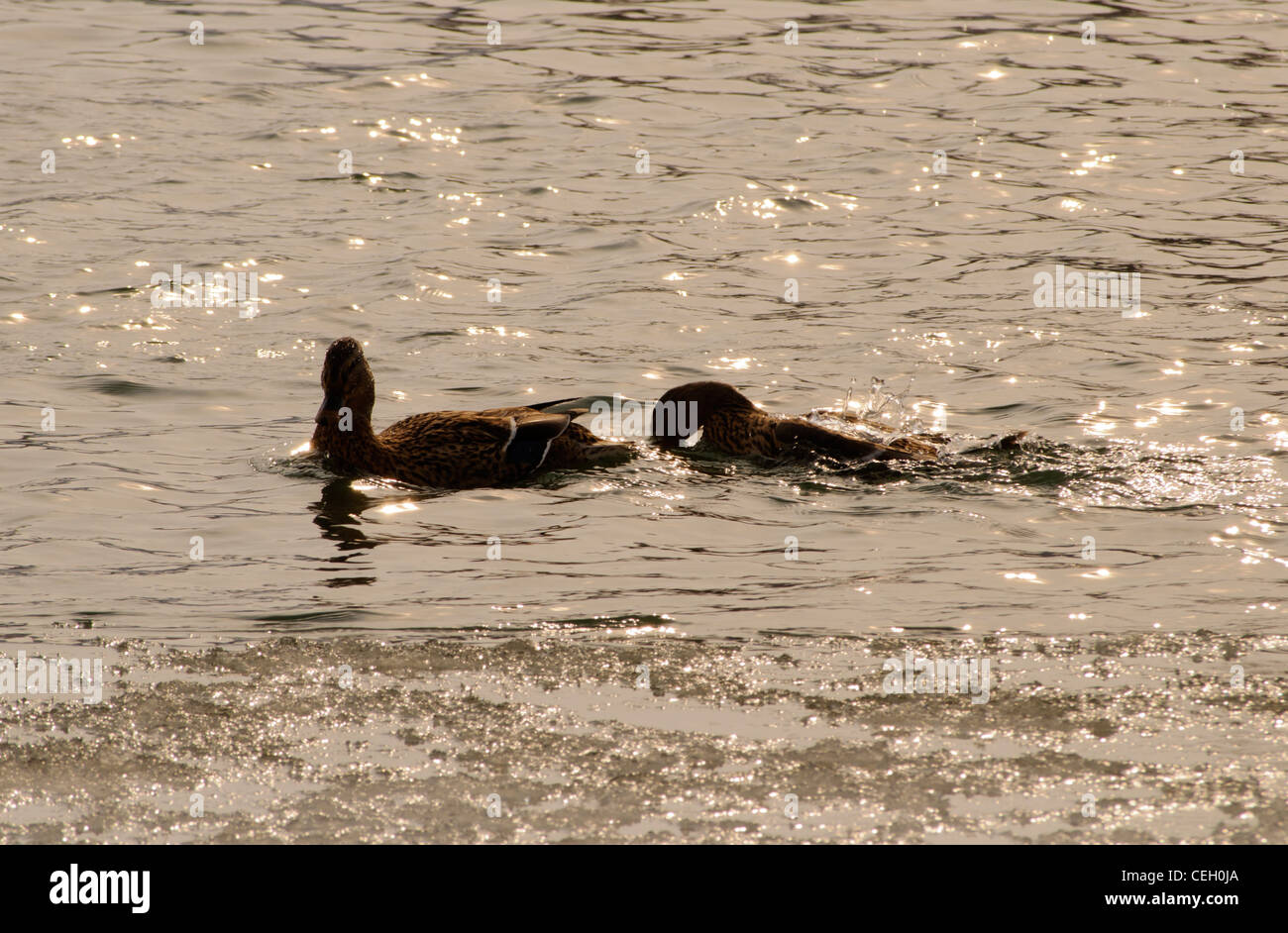 Simple duck silhouette hi-res stock photography and images - Alamy
