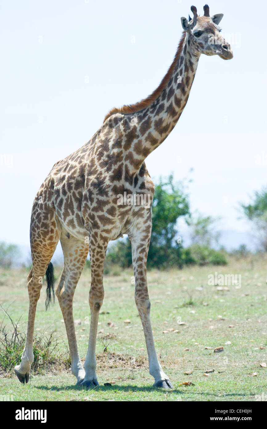 Female Giraffe, Masai race, Giraffa camelopardalis, standing. Masai ...
