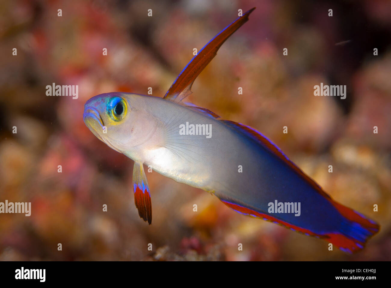 A decorated Dartfish (Nemateleotris decora) have a look at the camera ...