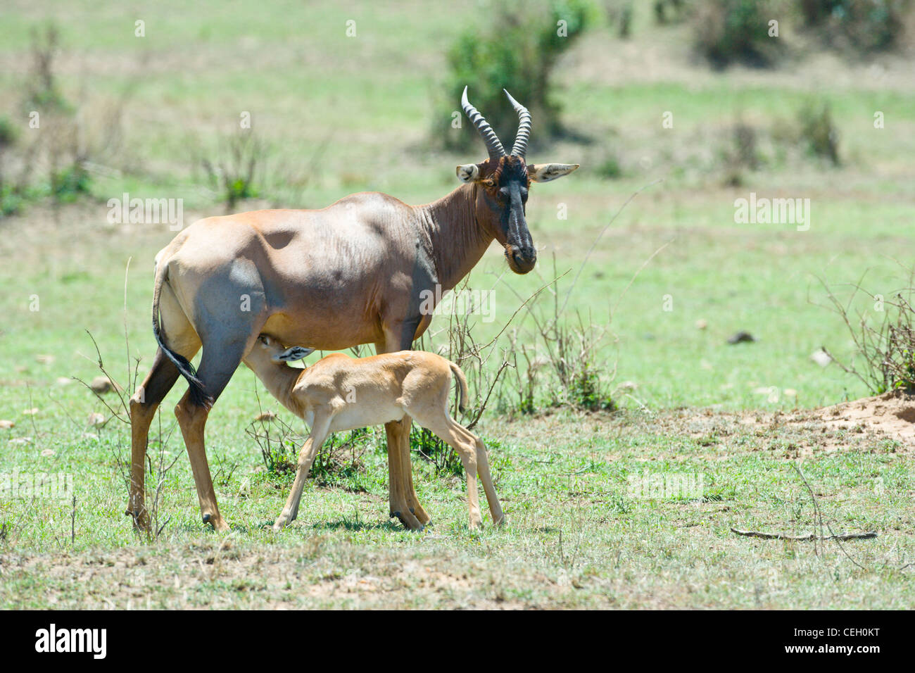 A Topi calf, Damaliscus lunatus, suckling from its mother. Masai Mara ...