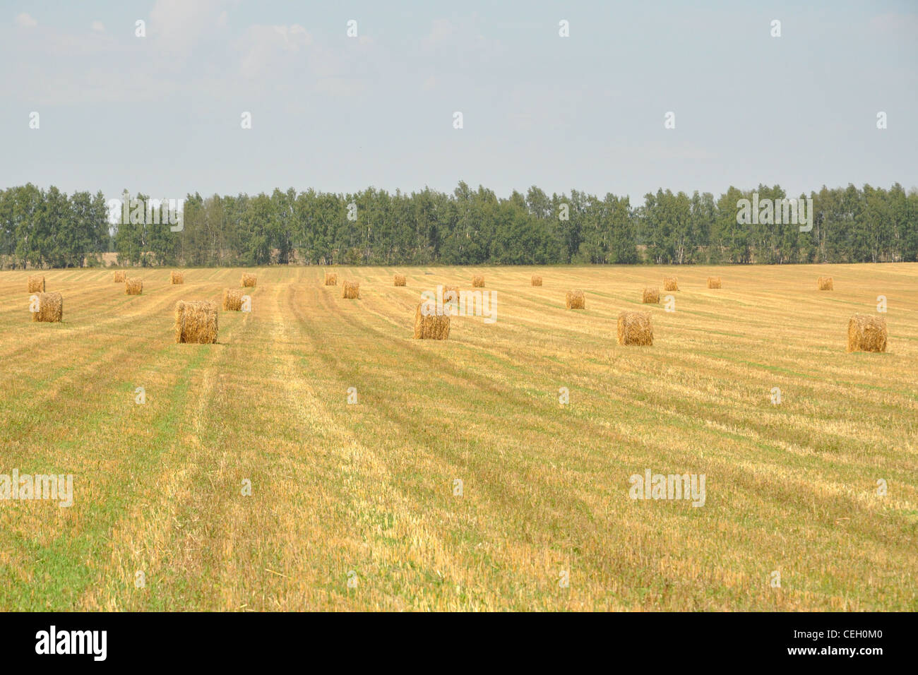 A field with haystacks Stock Photo - Alamy