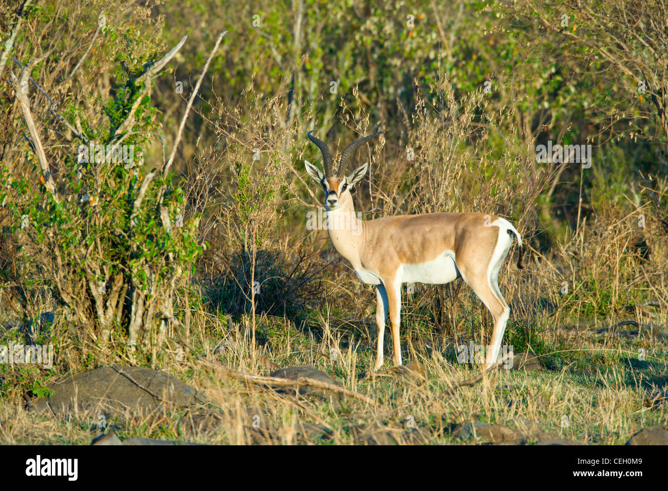 Impala aepyceros melampus stands hi-res stock photography and images ...