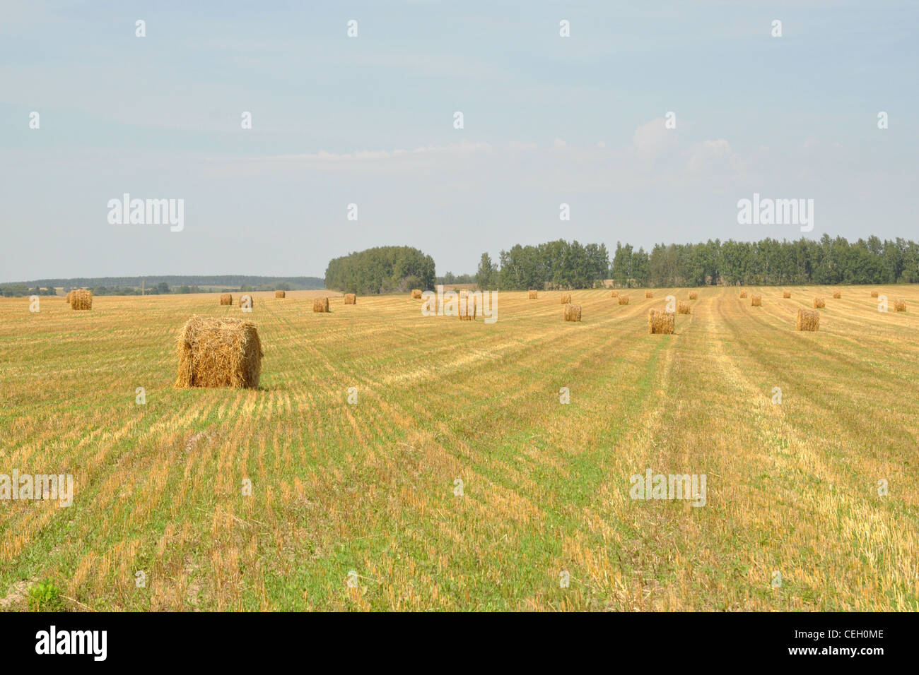 A field with haystacks Stock Photo - Alamy