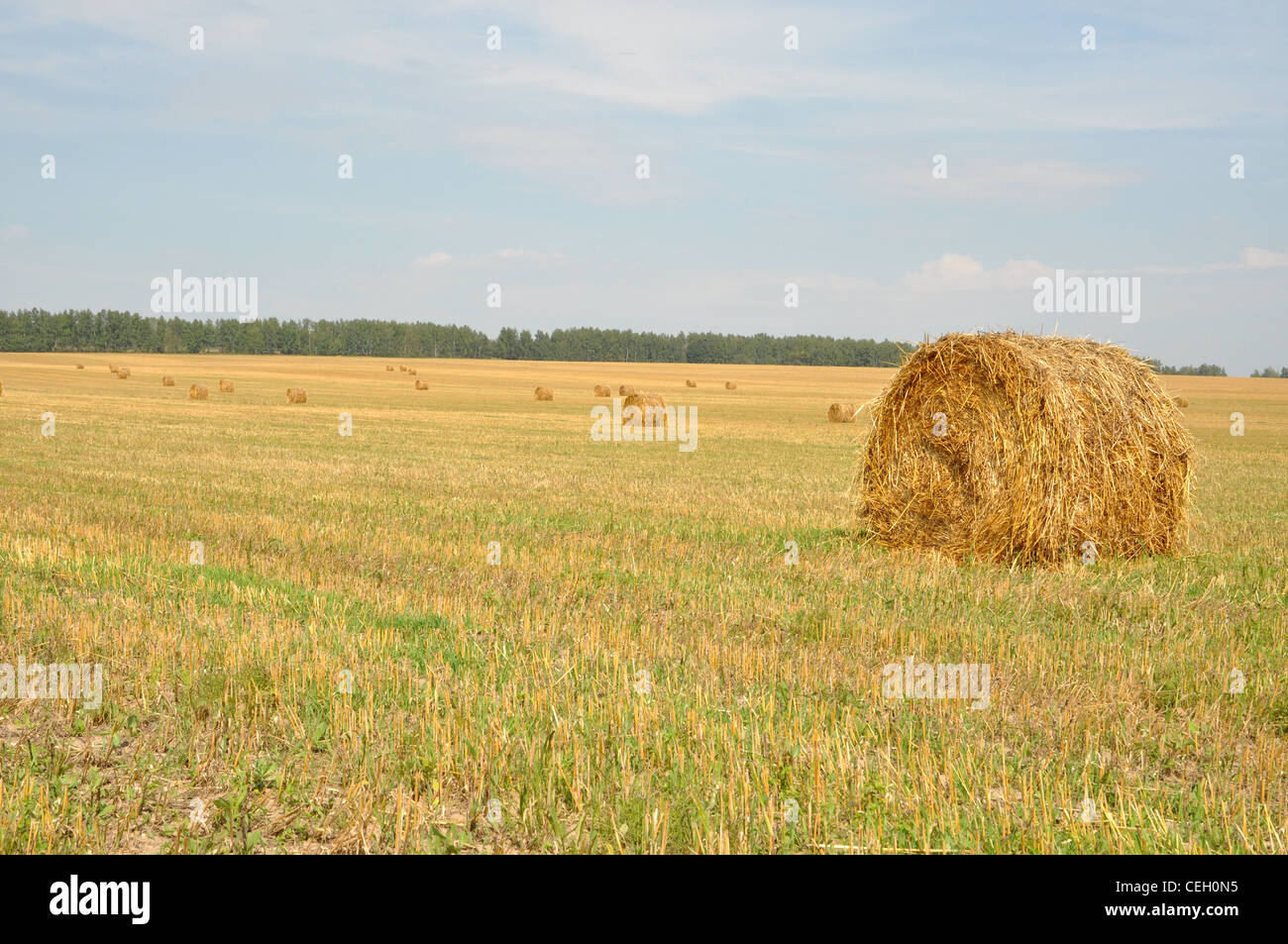 A field with haystacks Stock Photo - Alamy