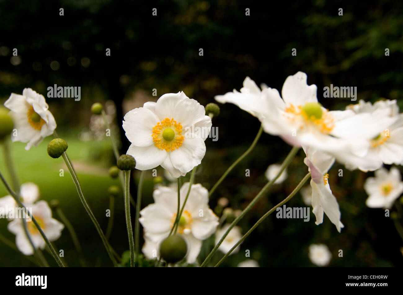 White poppies hi-res stock photography and images - Alamy
