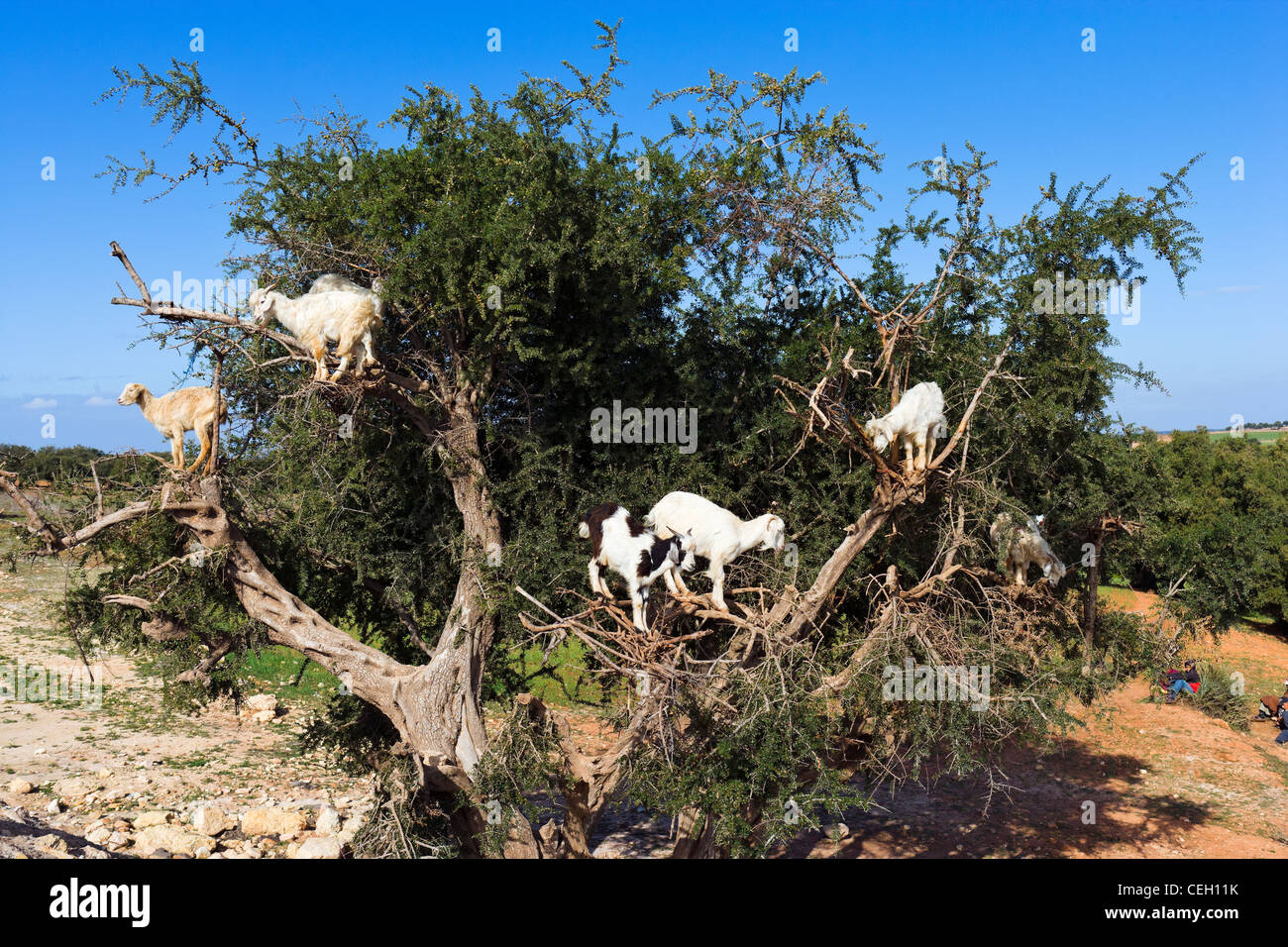 Tree Climbing Goats Morocco