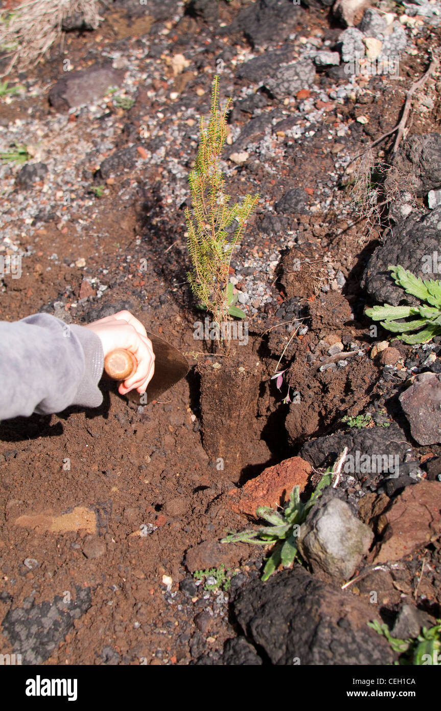 Endemic plant conservation hi-res stock photography and images - Alamy