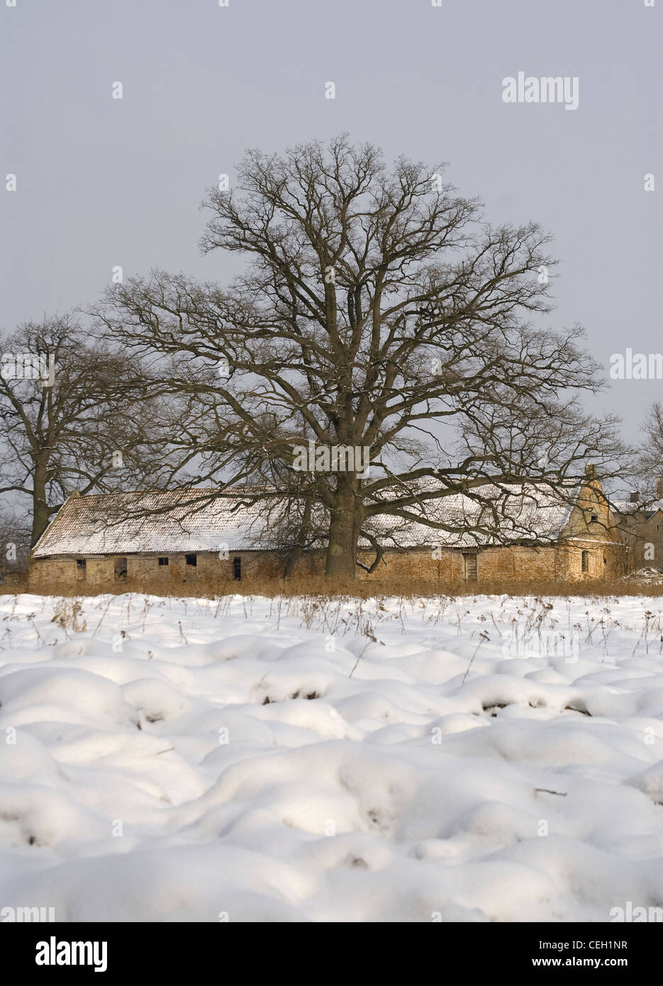 Natural monument cold oak hi-res stock photography and images - Alamy