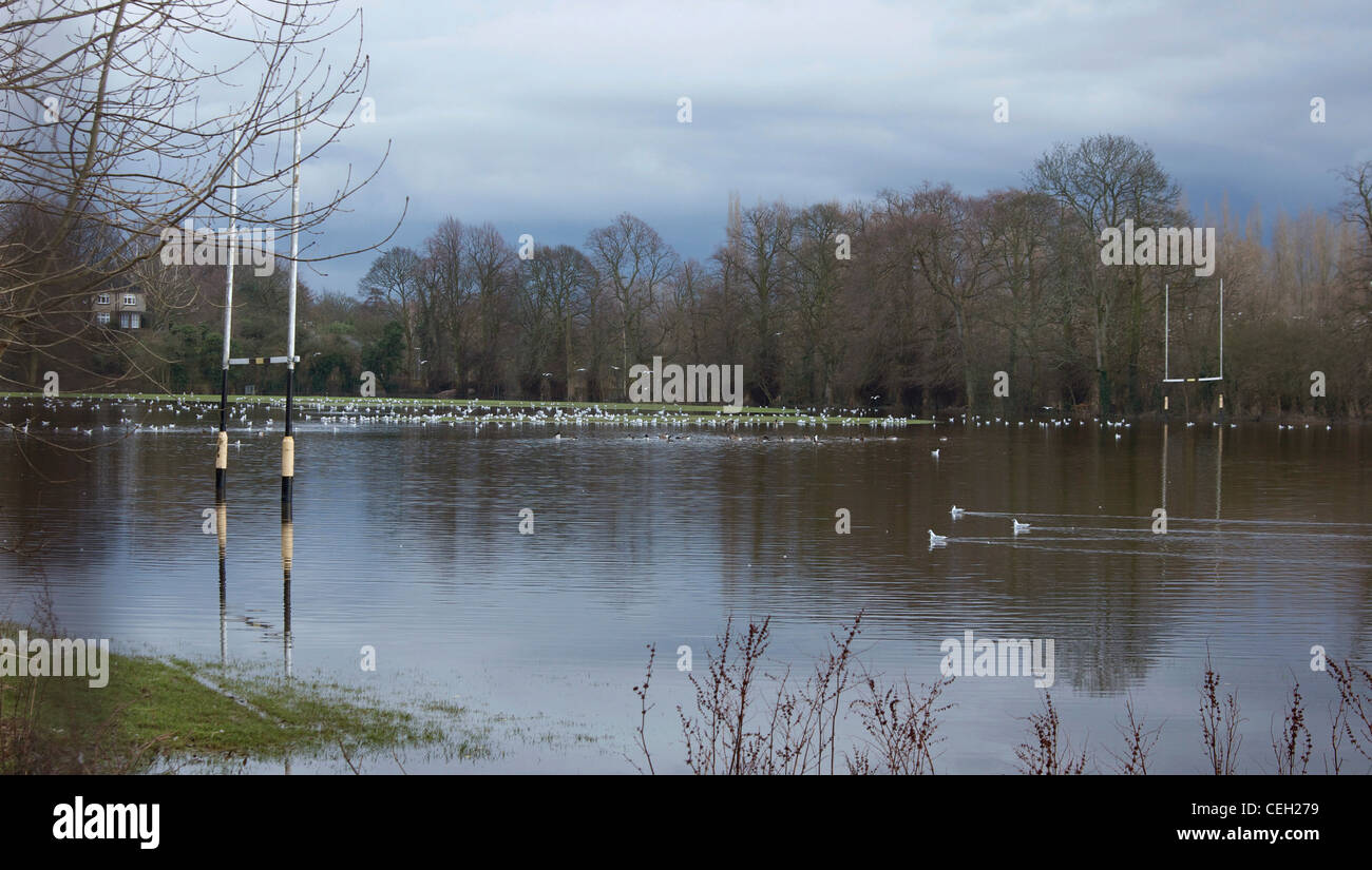 Seagulls and ducks floating on flooded rugby pitch, england Stock Photo ...