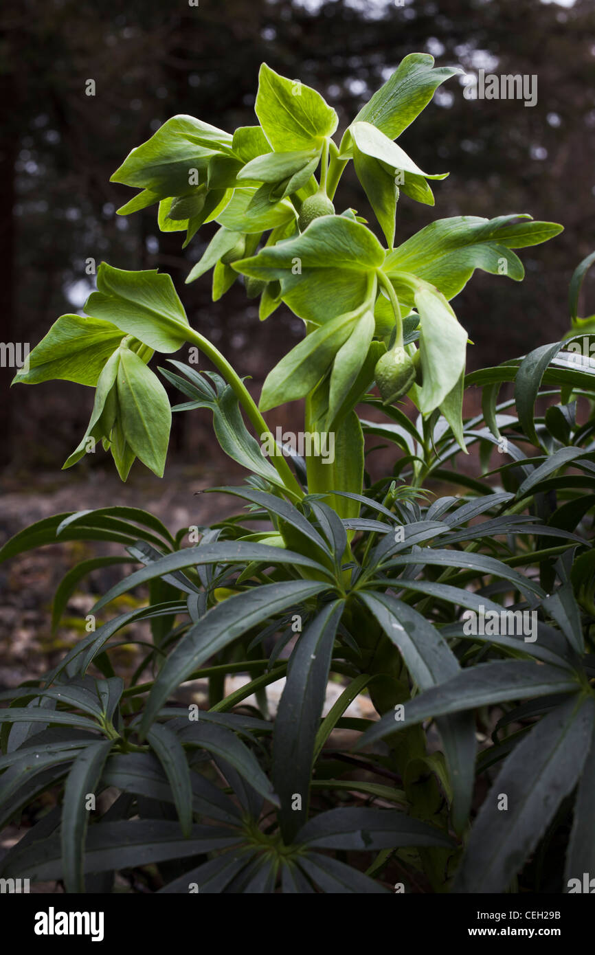 Stinking Hellebore (Helleborus foetidus) beginning to flower in ...