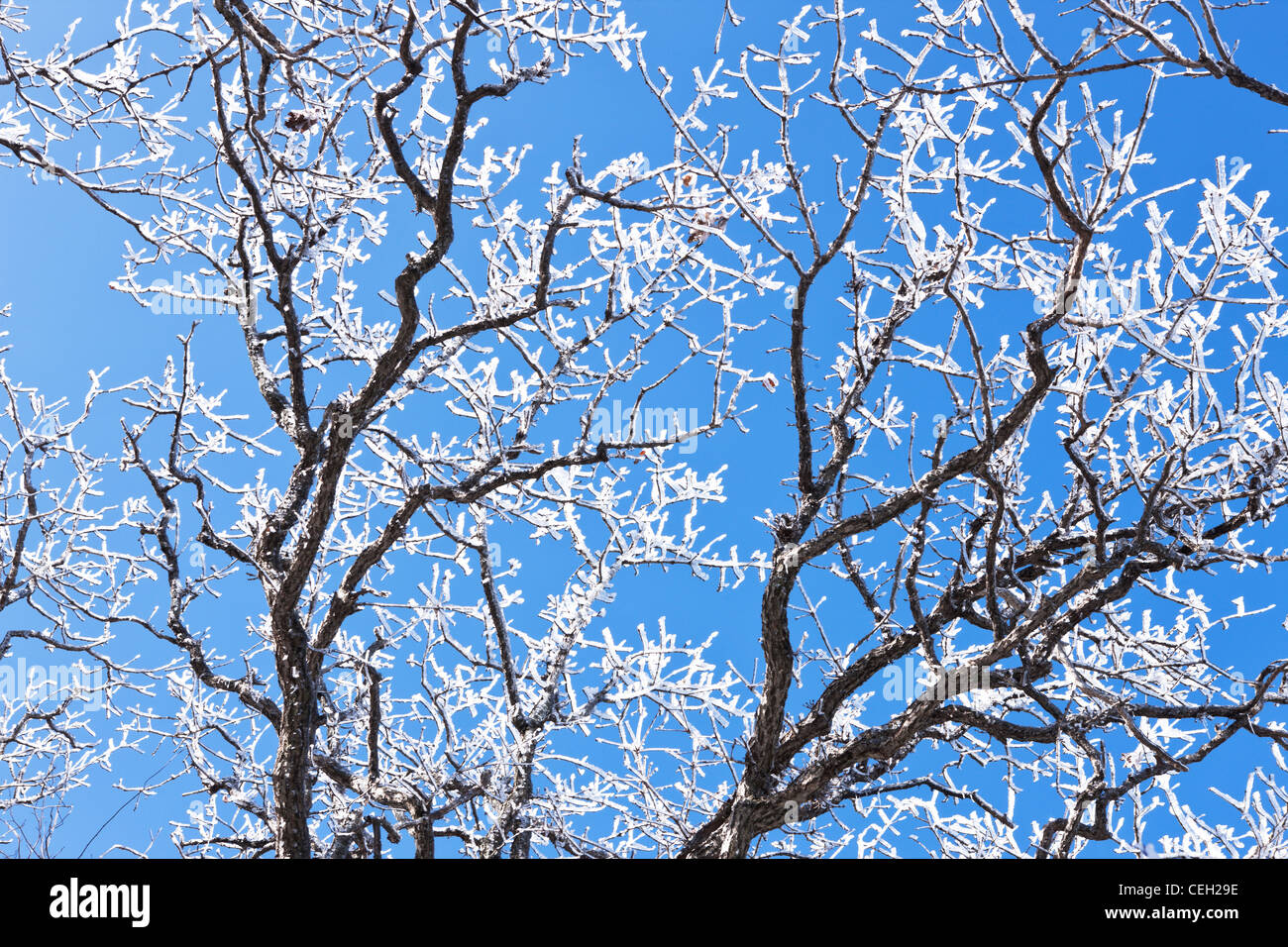 China，Huangshan，white，Hill，Beauty In Nature，winter，tree，Physical ...
