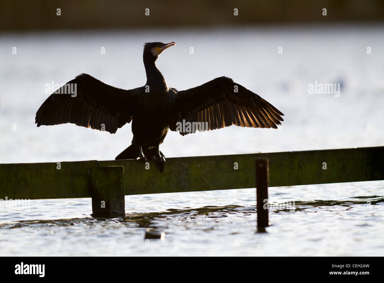 Cormorant (Phalacrocorax carbo) sunning itself dry after a dive Stock ...