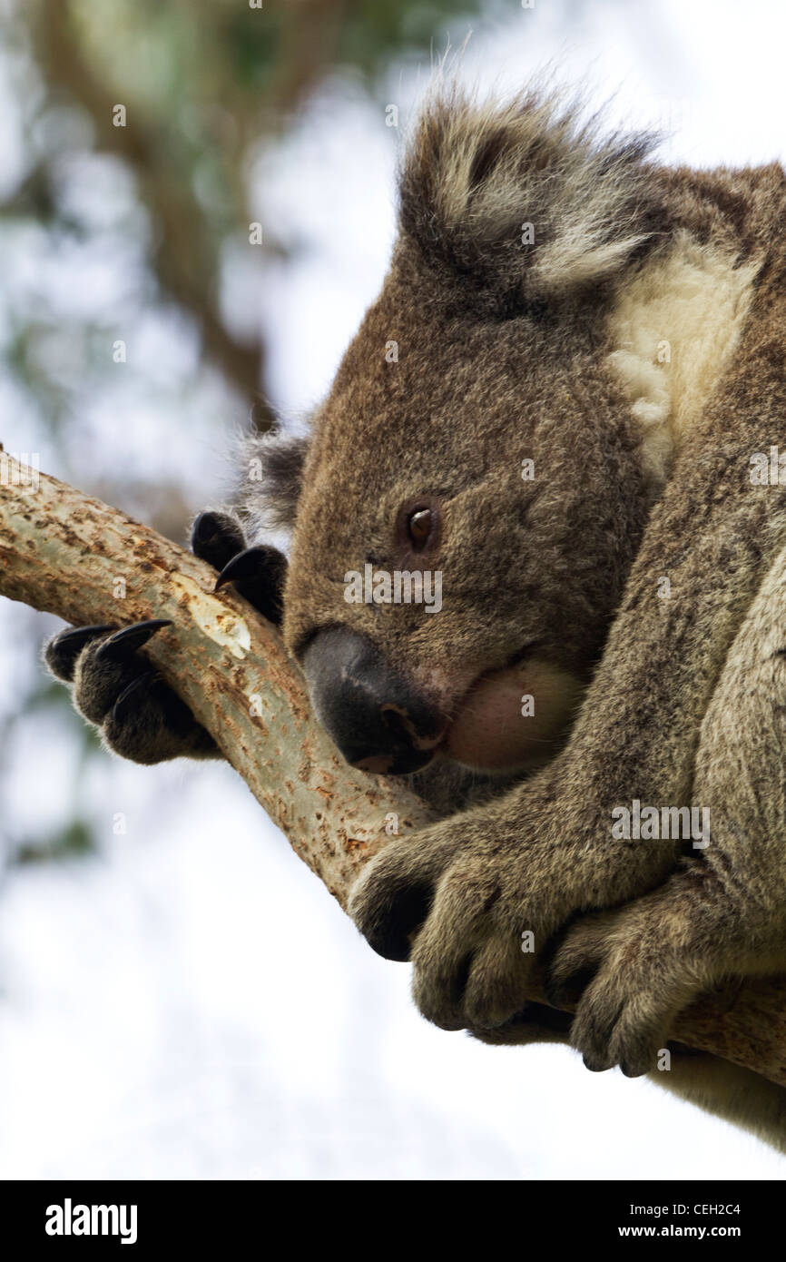 Vertical, close in image of koala holding tightly to gum tree branch ...