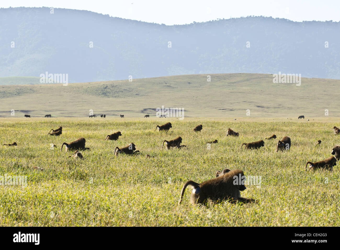Baboons working in the open field (Cercopithecinae Stock Photo - Alamy