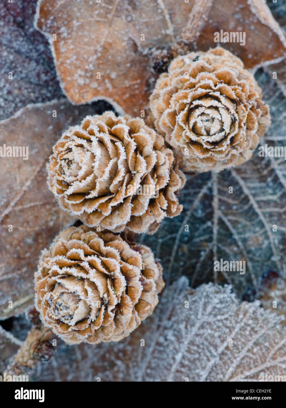 Close up larch trees hi-res stock photography and images - Alamy