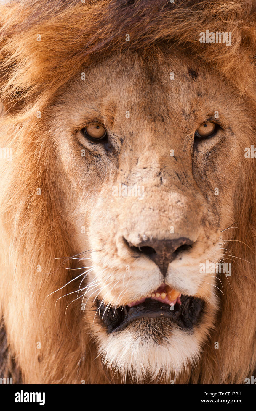 Portrait of a Male Lion Stock Photo - Alamy