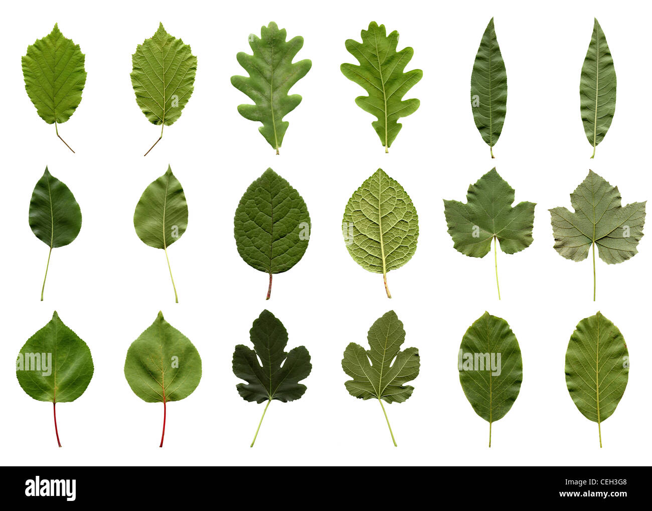 Leaves collage - isolated over white background - front and back Stock ...