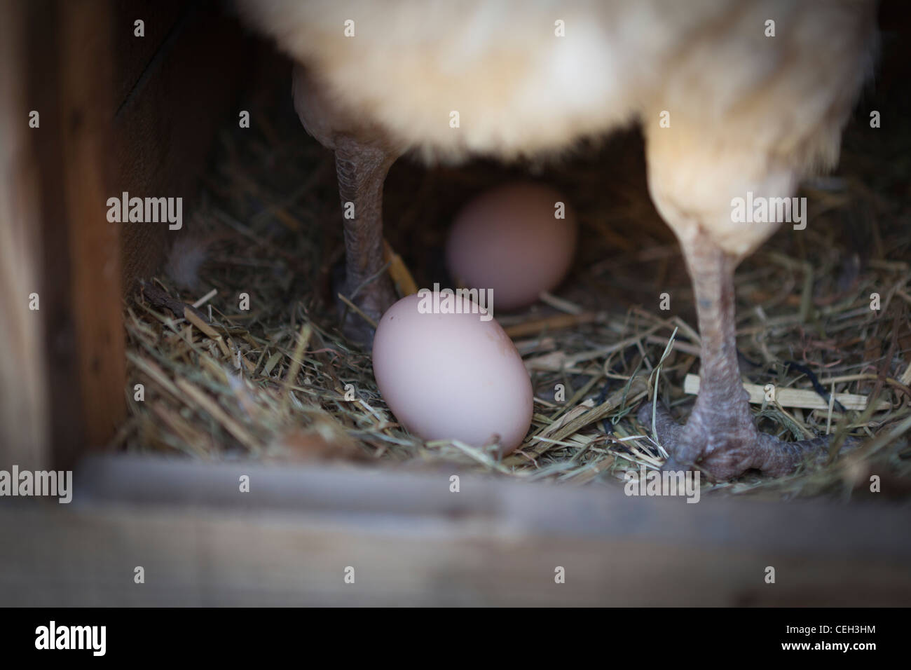 Hen egg nest hi-res stock photography and images - Alamy