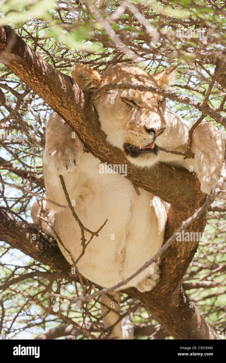 Lion sleeping tree hi-res stock photography and images - Alamy