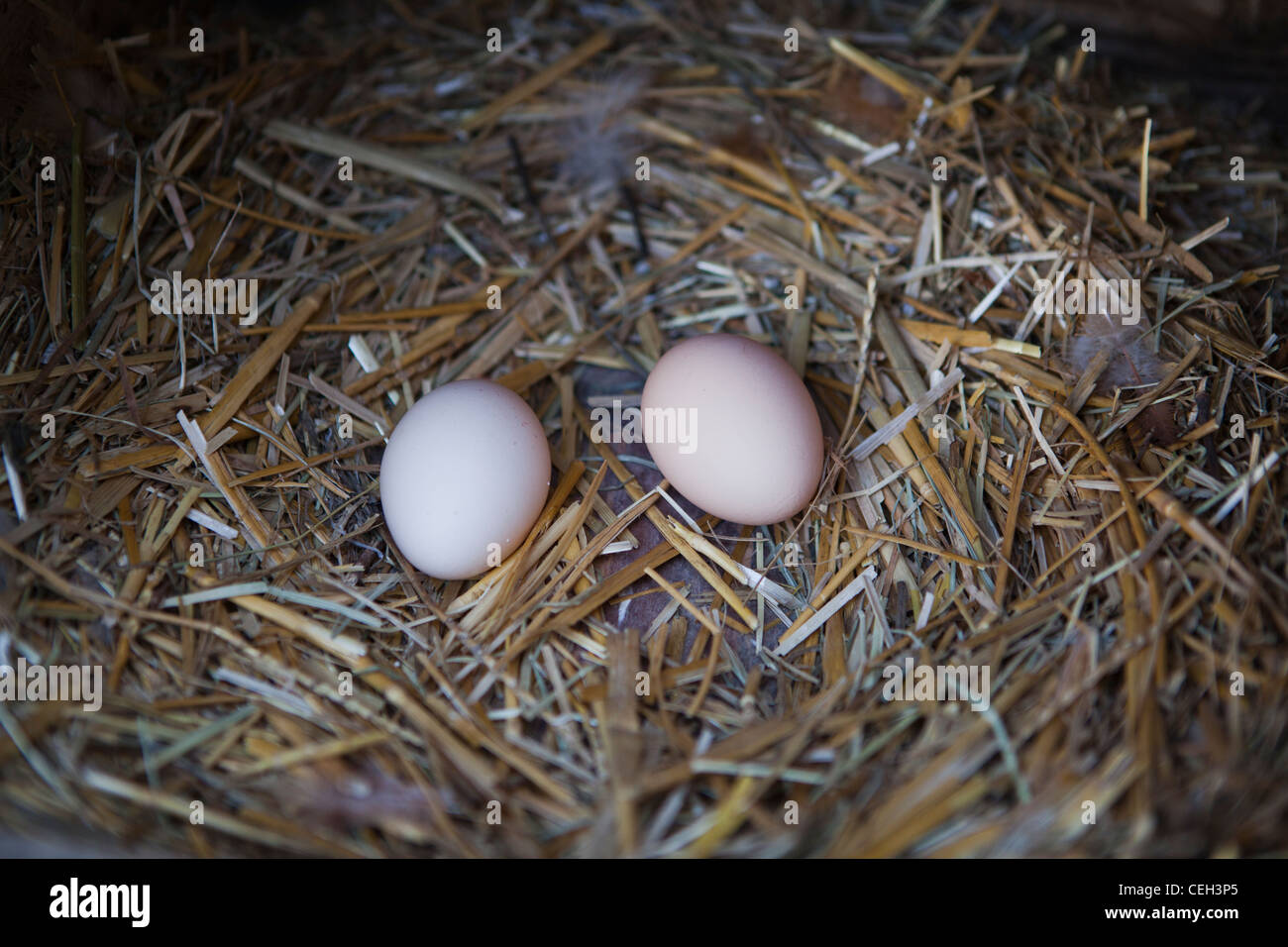 Two freshly laid eggs Stock Photo - Alamy