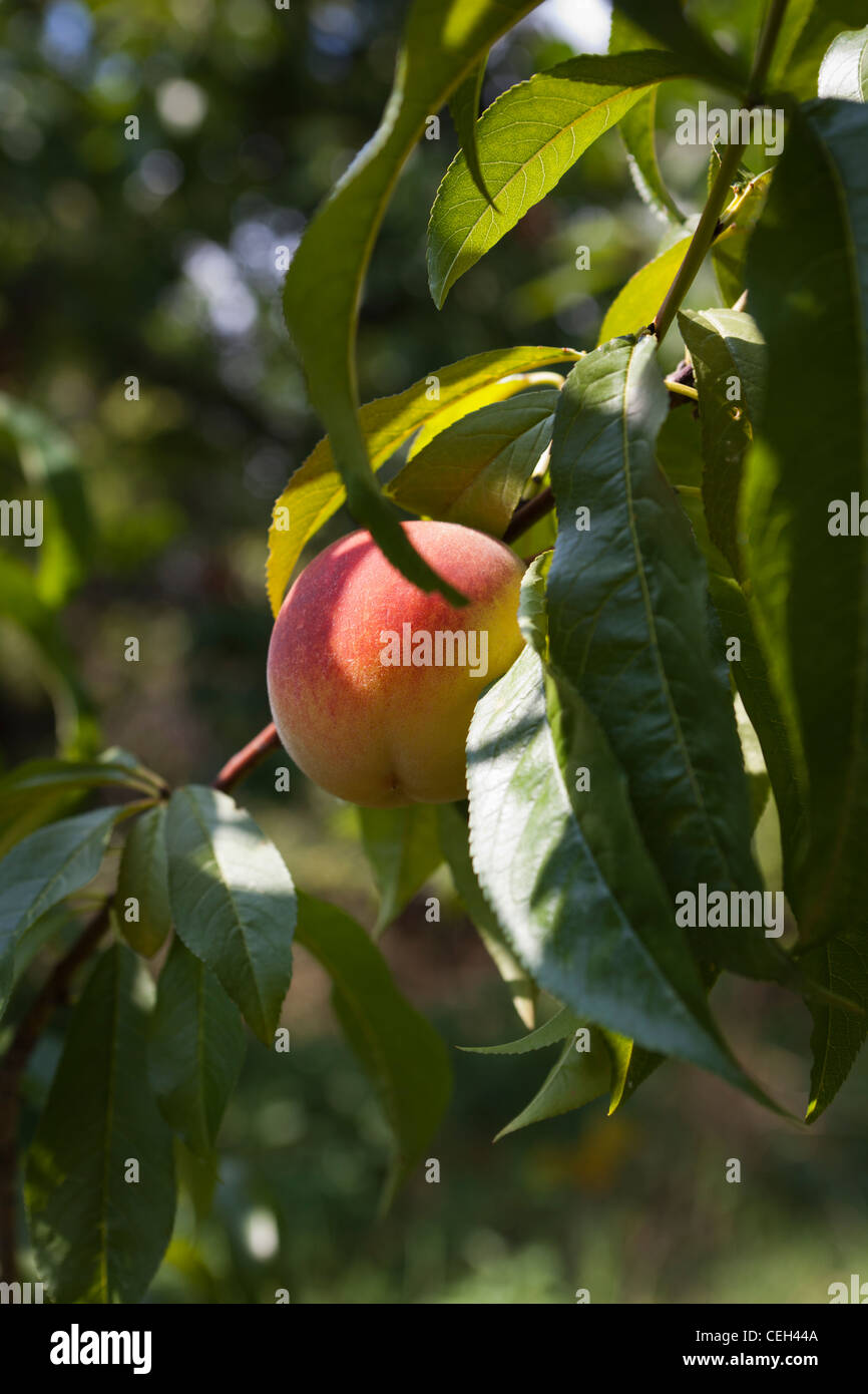 Peach tree hi-res stock photography and images - Alamy