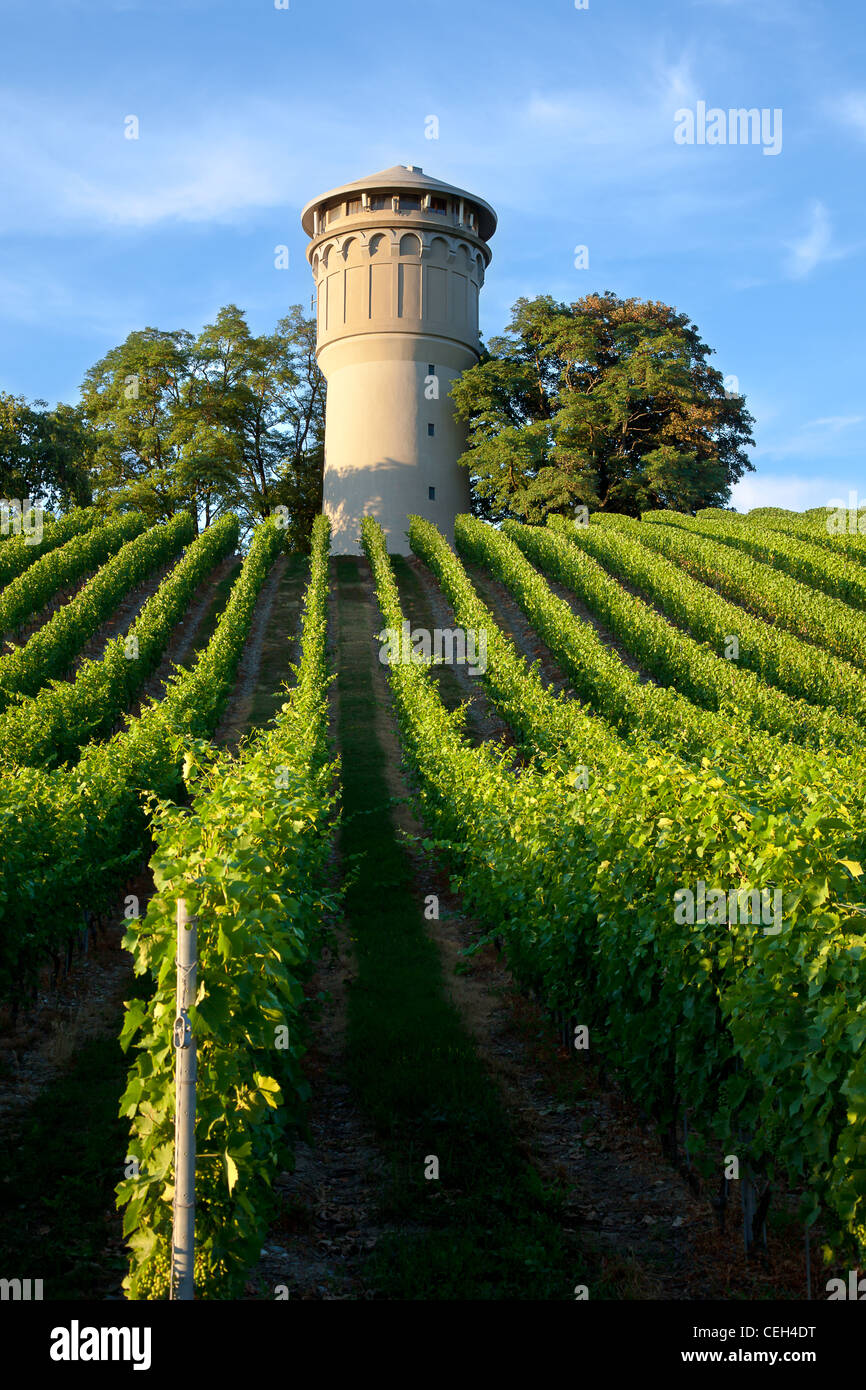 French vineyard - Beautiful lush, green vineyard rising into a perfect ...