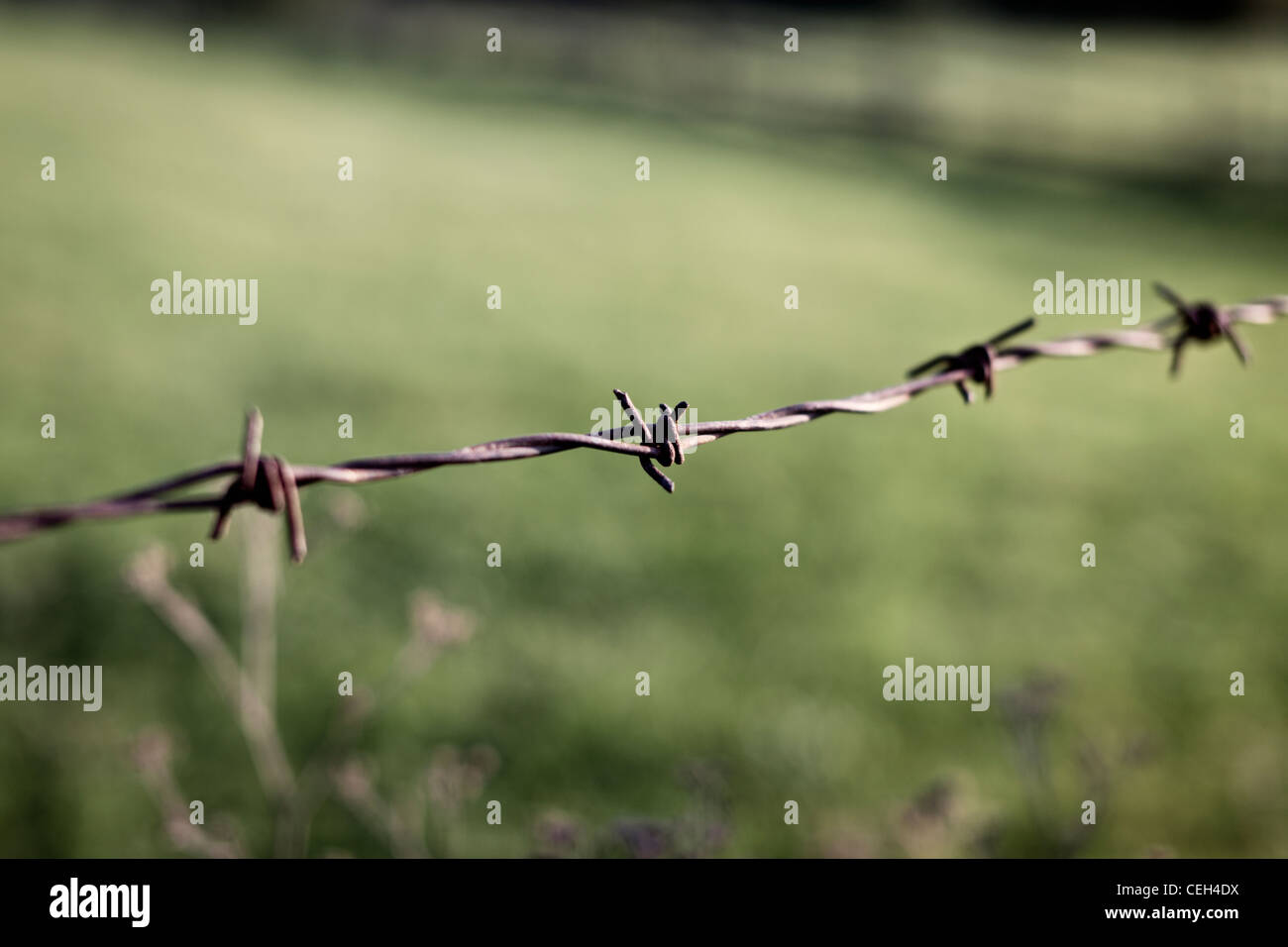 Barb wire -Close-up Stock Photo - Alamy