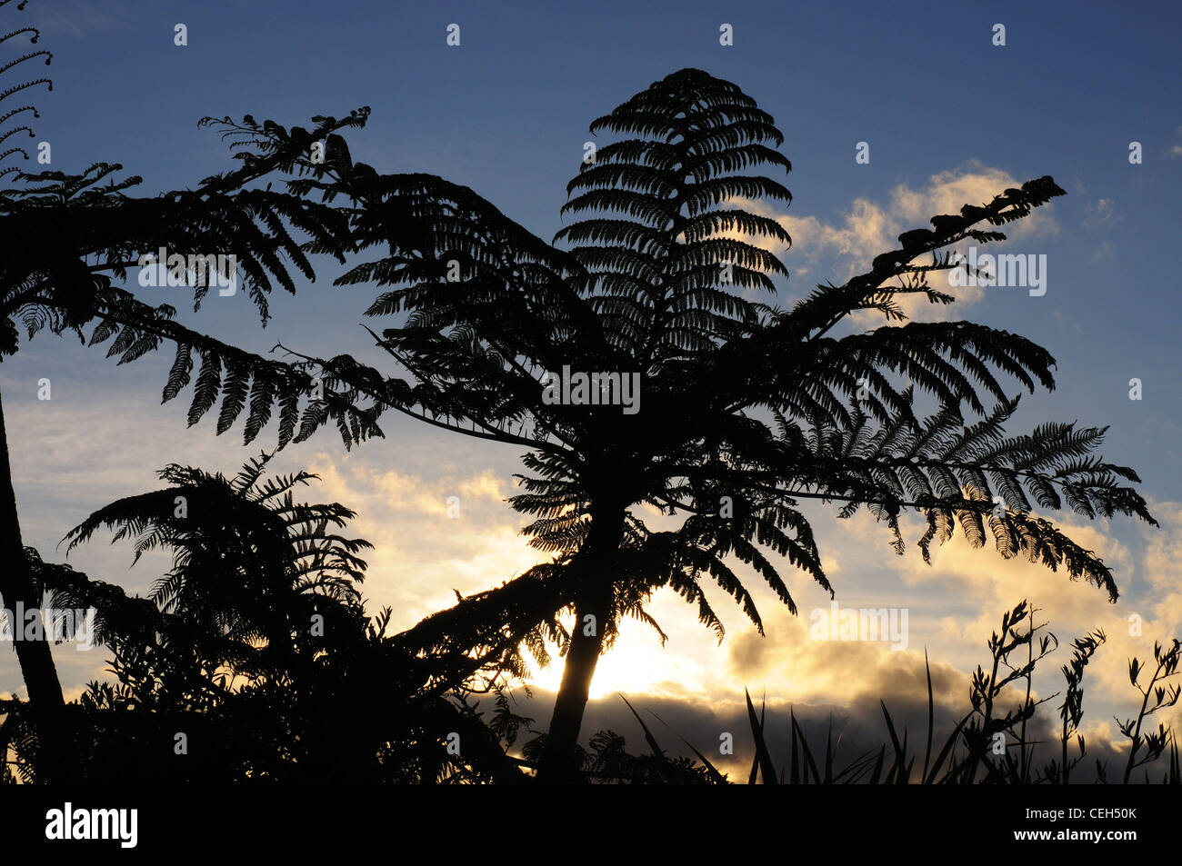 Ponga tree hi-res stock photography and images - Alamy