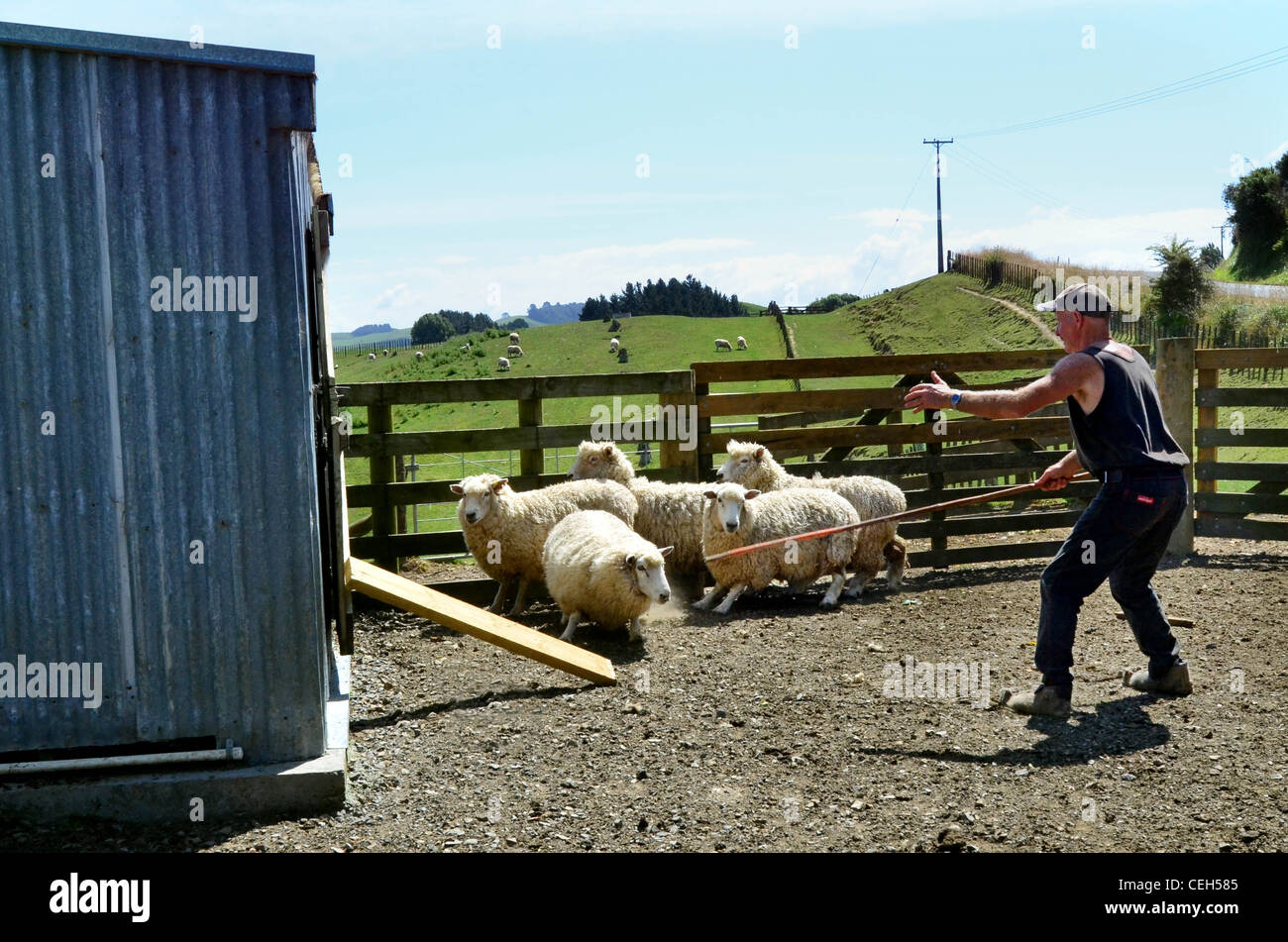Sheep Farm New Zealand High Resolution Stock Photography and Images - Alamy