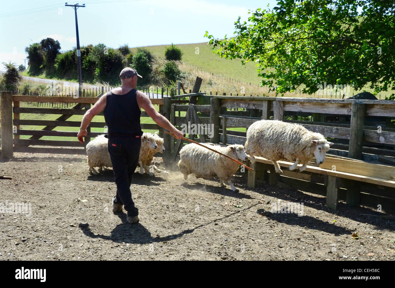 Sheep Farm New Zealand High Resolution Stock Photography and Images - Alamy