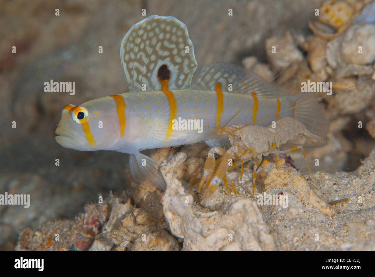 A Randall's or golden barred shrimp goby lives in a burrow with a ...