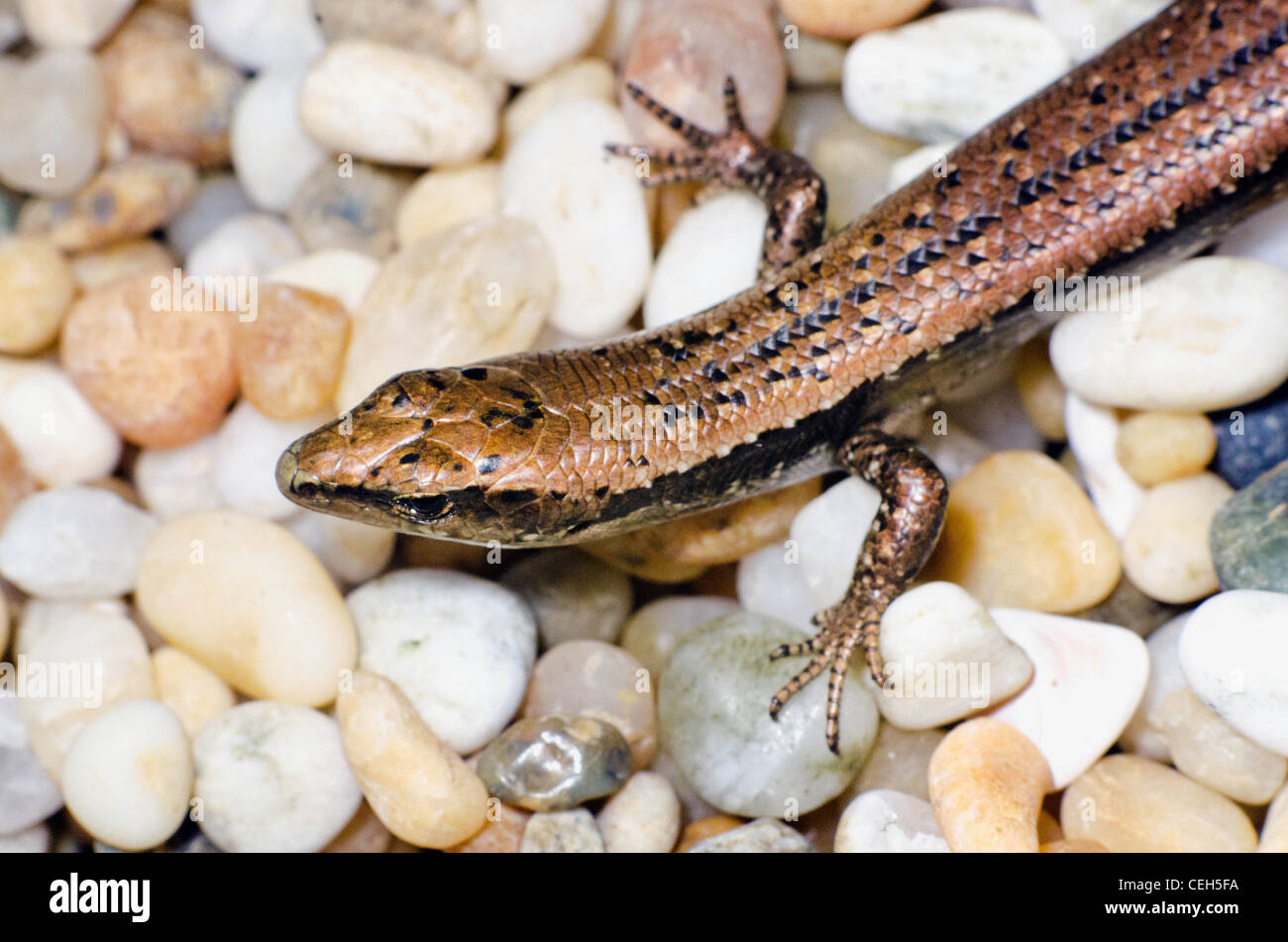 Gold Leg High Resolution Stock Photography and Images - Alamy