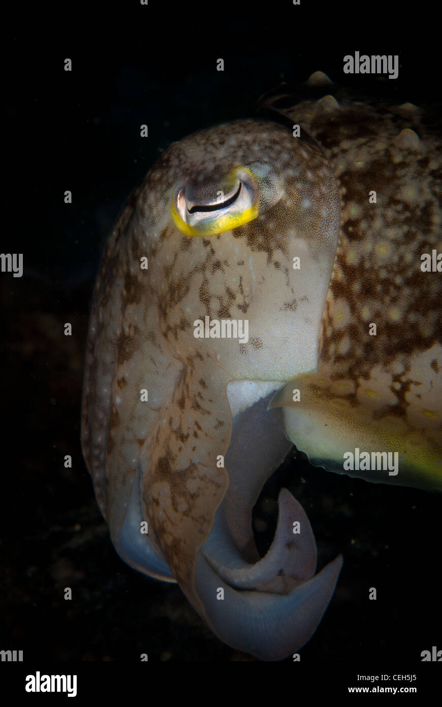 Cuttlefish face hi-res stock photography and images - Alamy