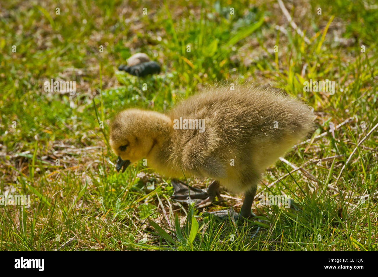 Baby gosling hi-res stock photography and images - Alamy