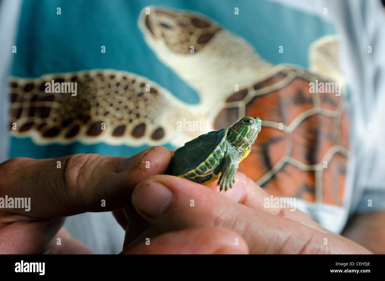 Baby Sea Turtle Swimming Underwater High Resolution Stock Photography ...
